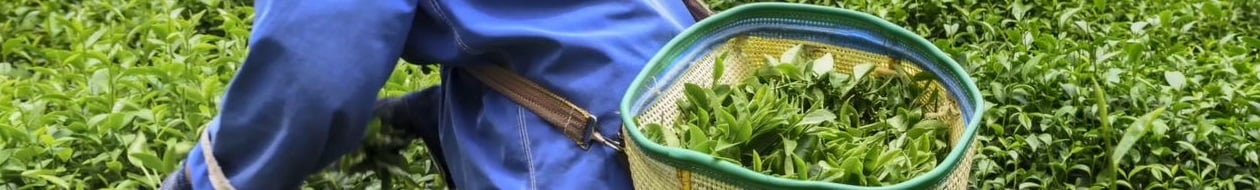 The Story of the Tea Leaf